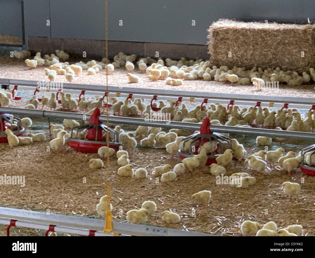 Heated barn hi-res stock photography and images - Alamy