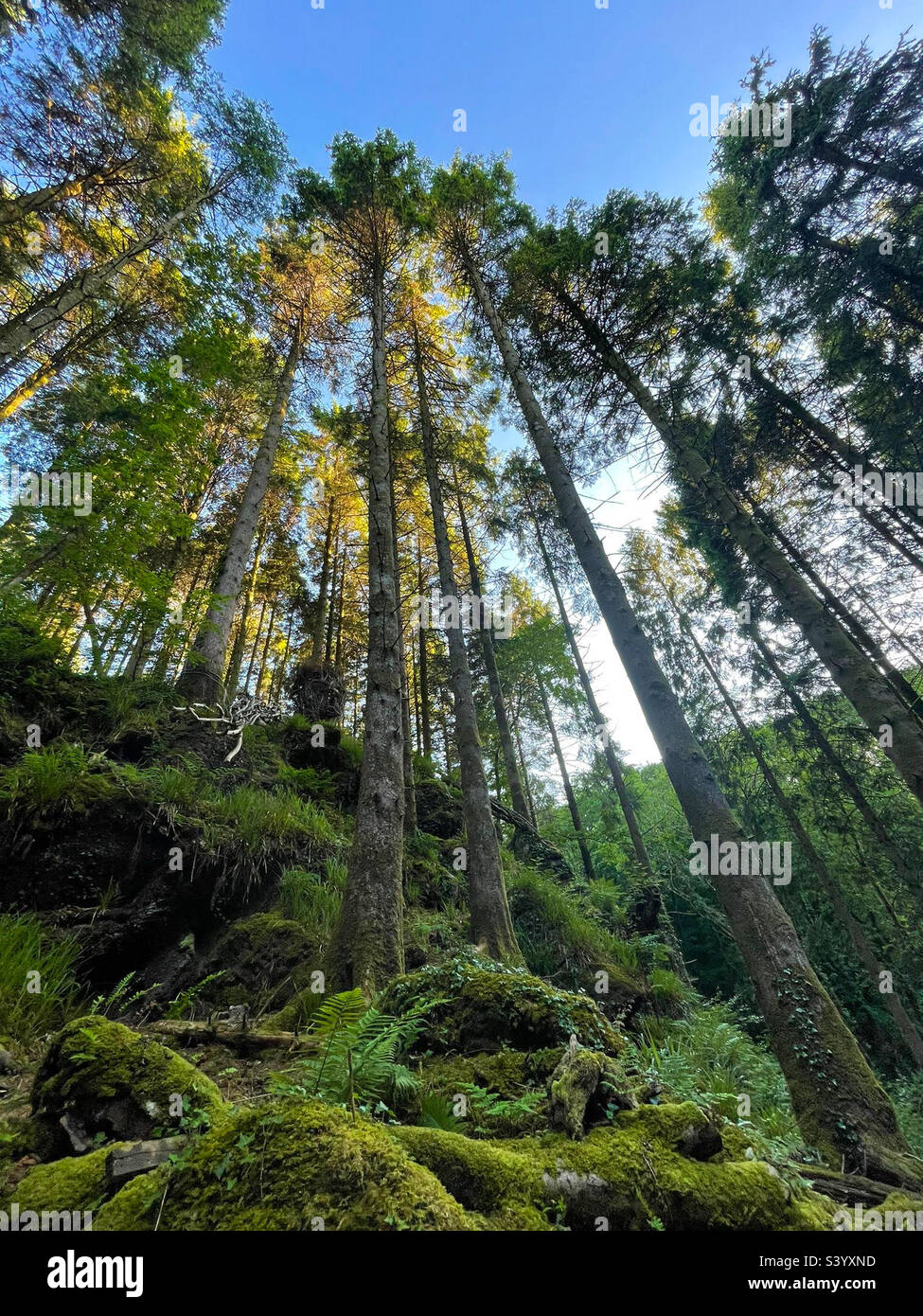 Tall trees in a Welsh forest , UK Stock Photo - Alamy