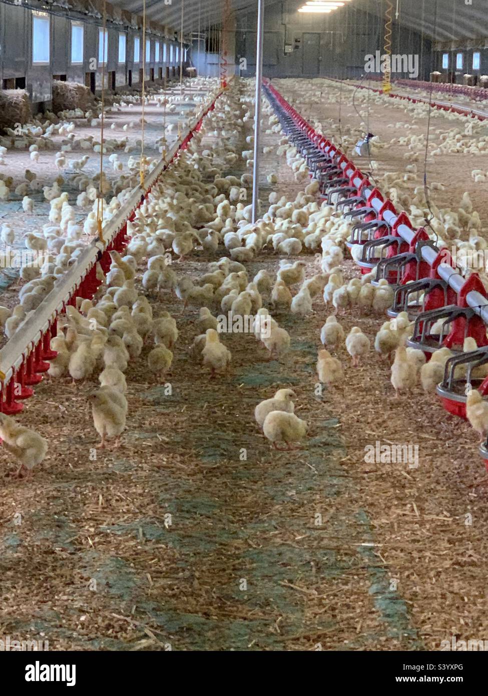 Heated barn hi-res stock photography and images - Alamy