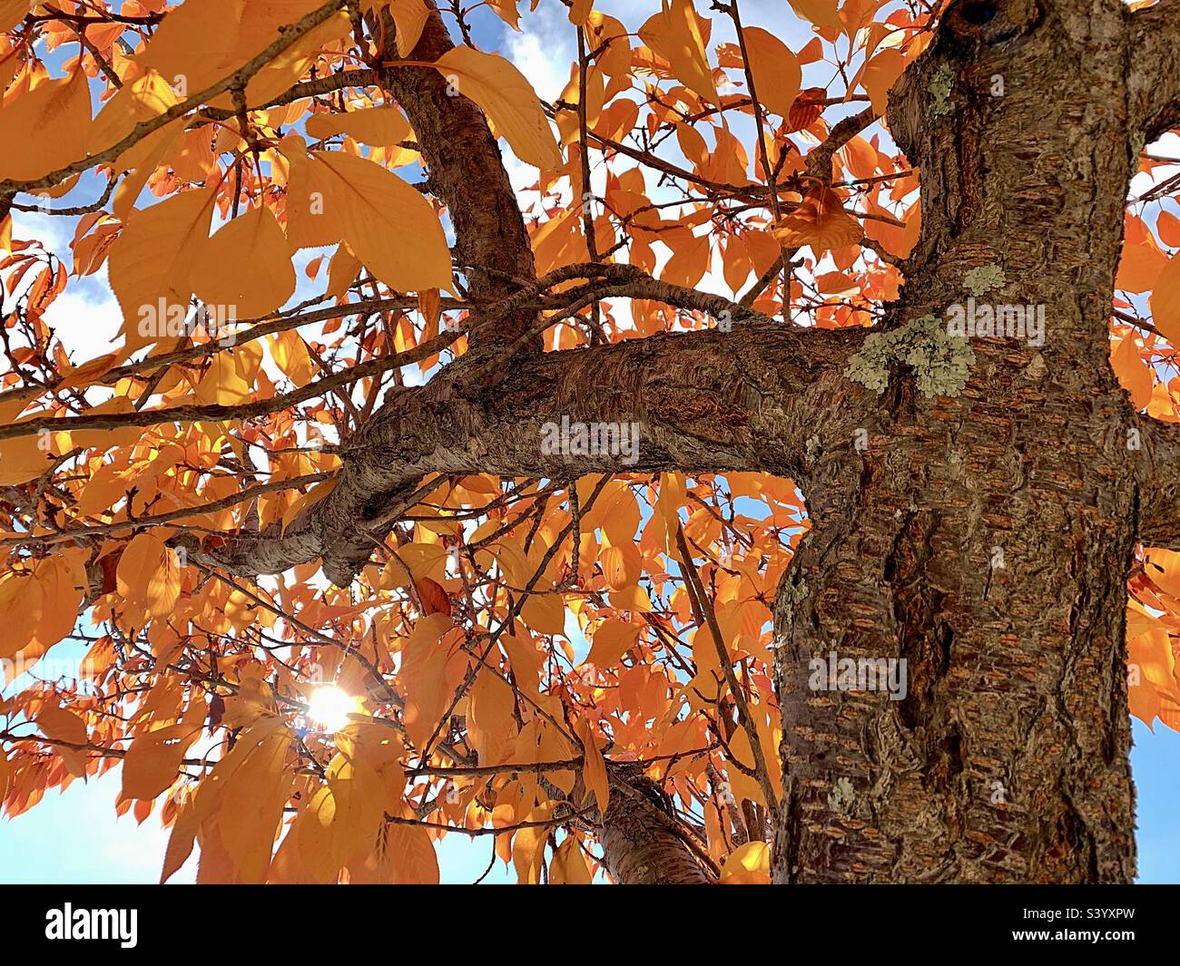 The Sakura’s trunk like a human on the right edge of the photo extends ...