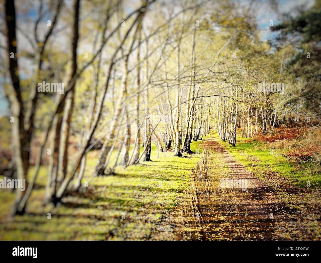 Public footpath Sutton Heath Suffolk England Stock Photo - Alamy