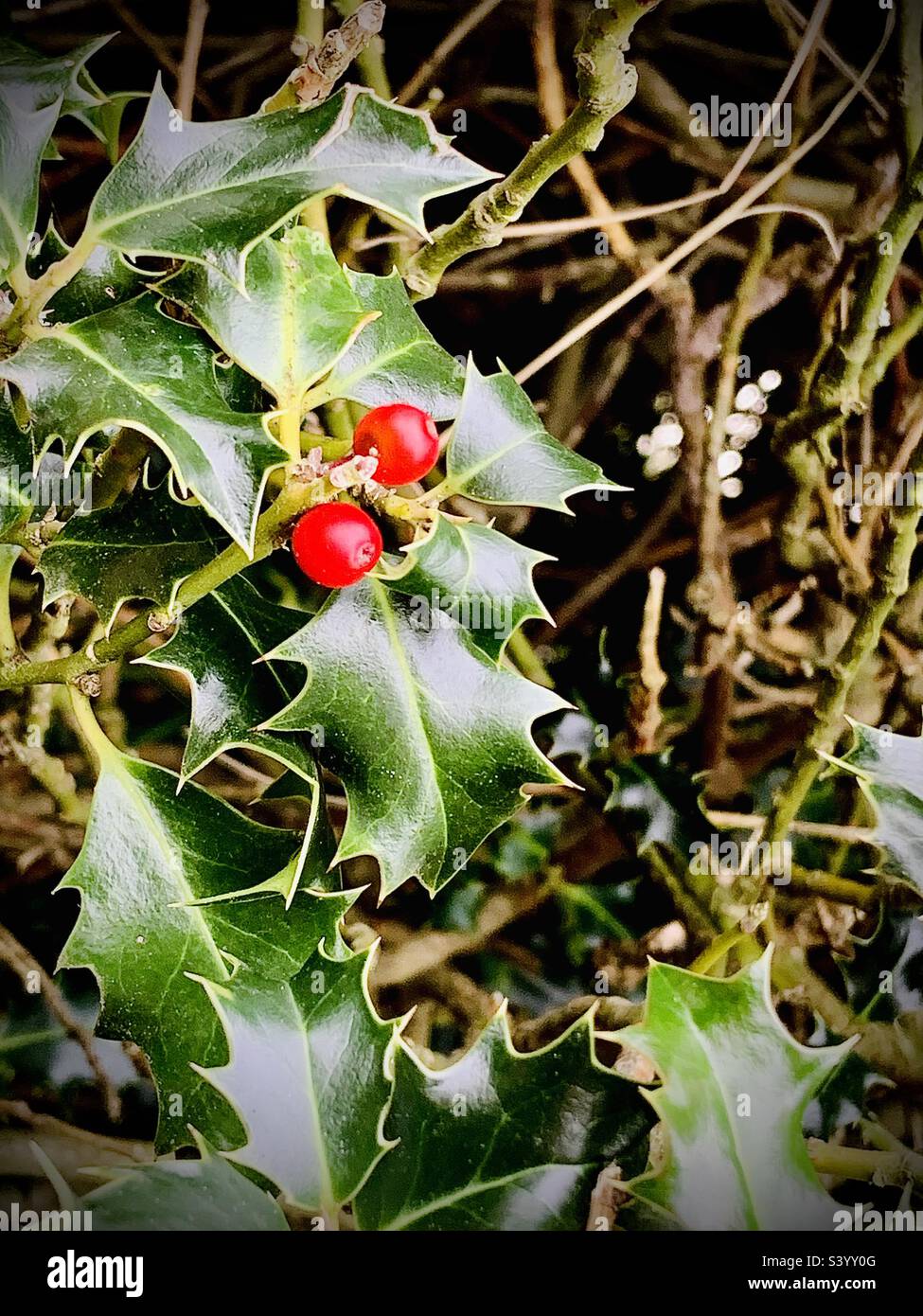 Holly hedge hi-res stock photography and images - Alamy