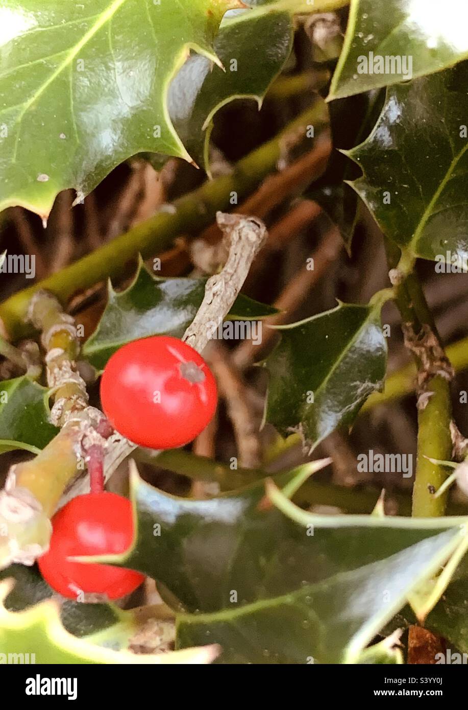 Holly hedge hi-res stock photography and images - Alamy