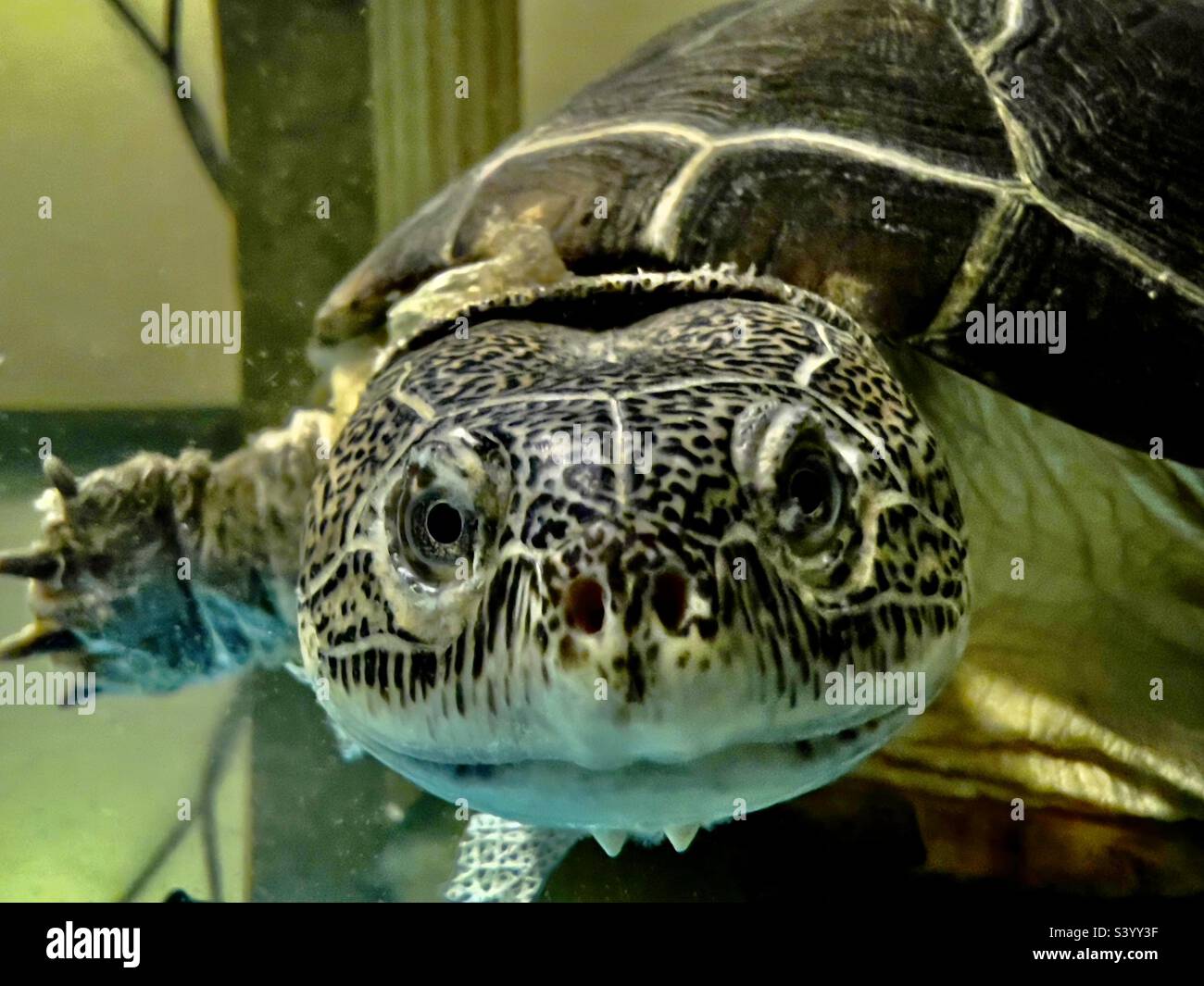 Turtle friend hi-res stock photography and images - Alamy