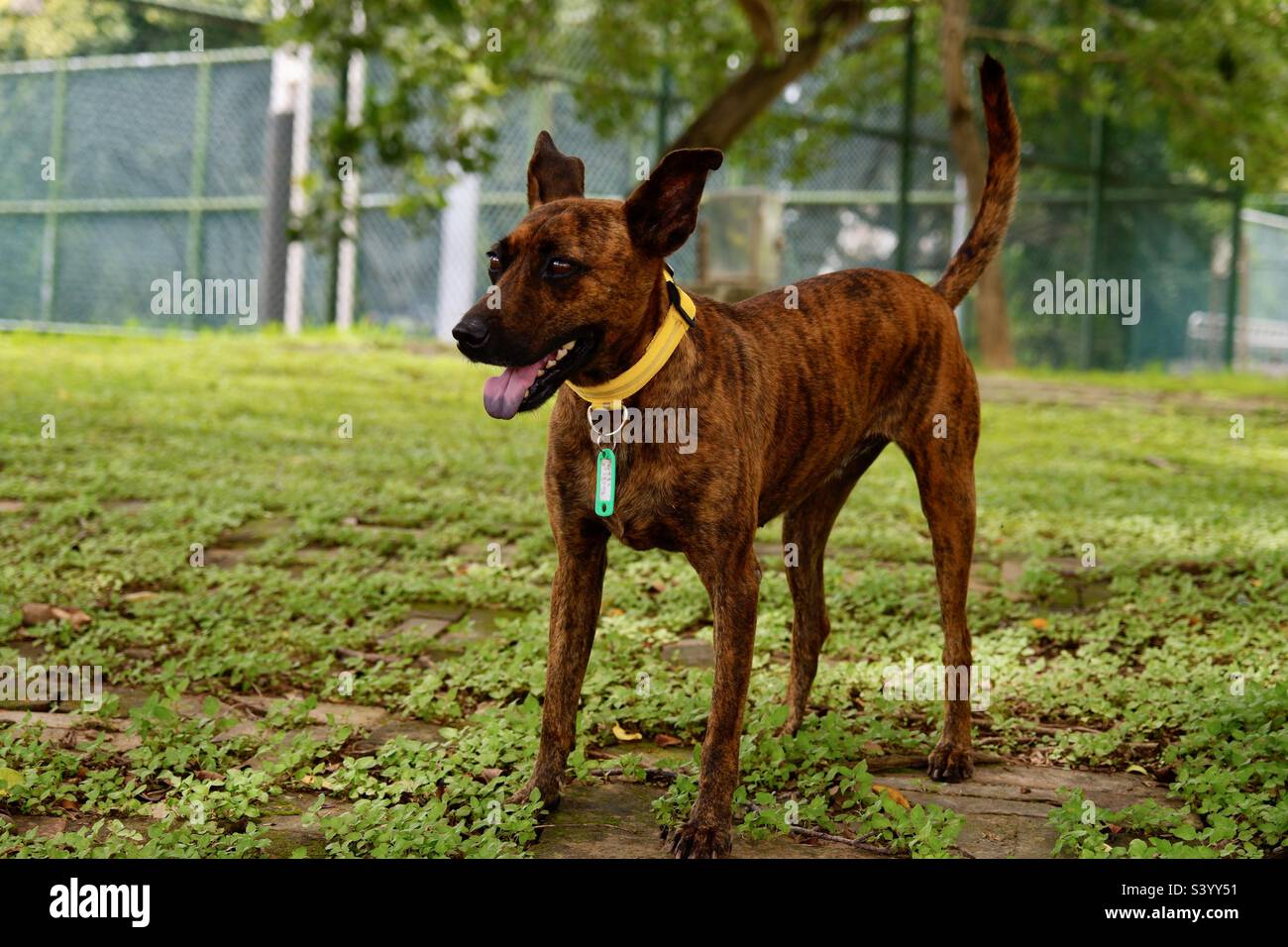 Animal school dog hi-res stock photography and images - Alamy