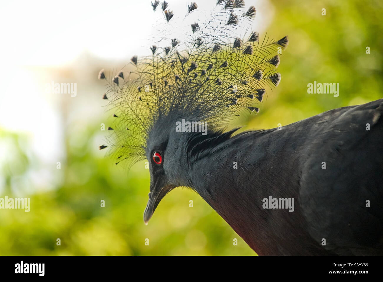 Victoria crown pigeon hi-res stock photography and images - Alamy