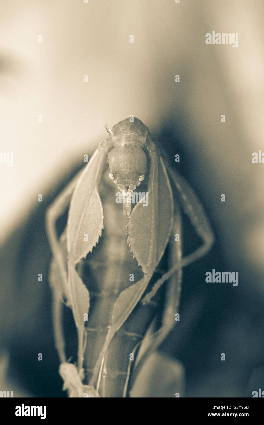 Leaf insect phylliidae hi-res stock photography and images - Alamy