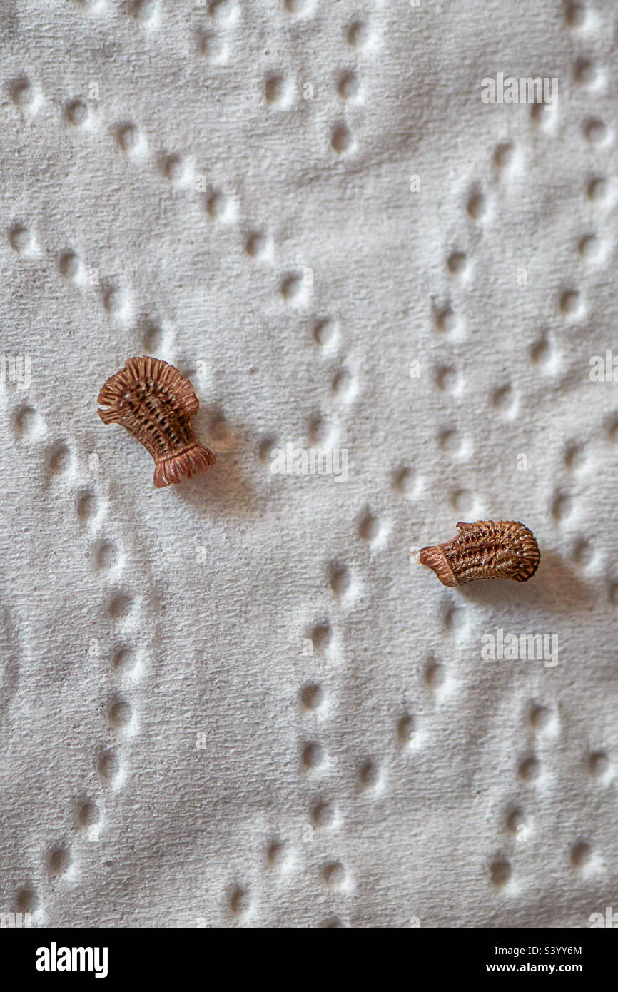 two laid brown eggs for offspring from a walking leaf, Latin Phyllium ...