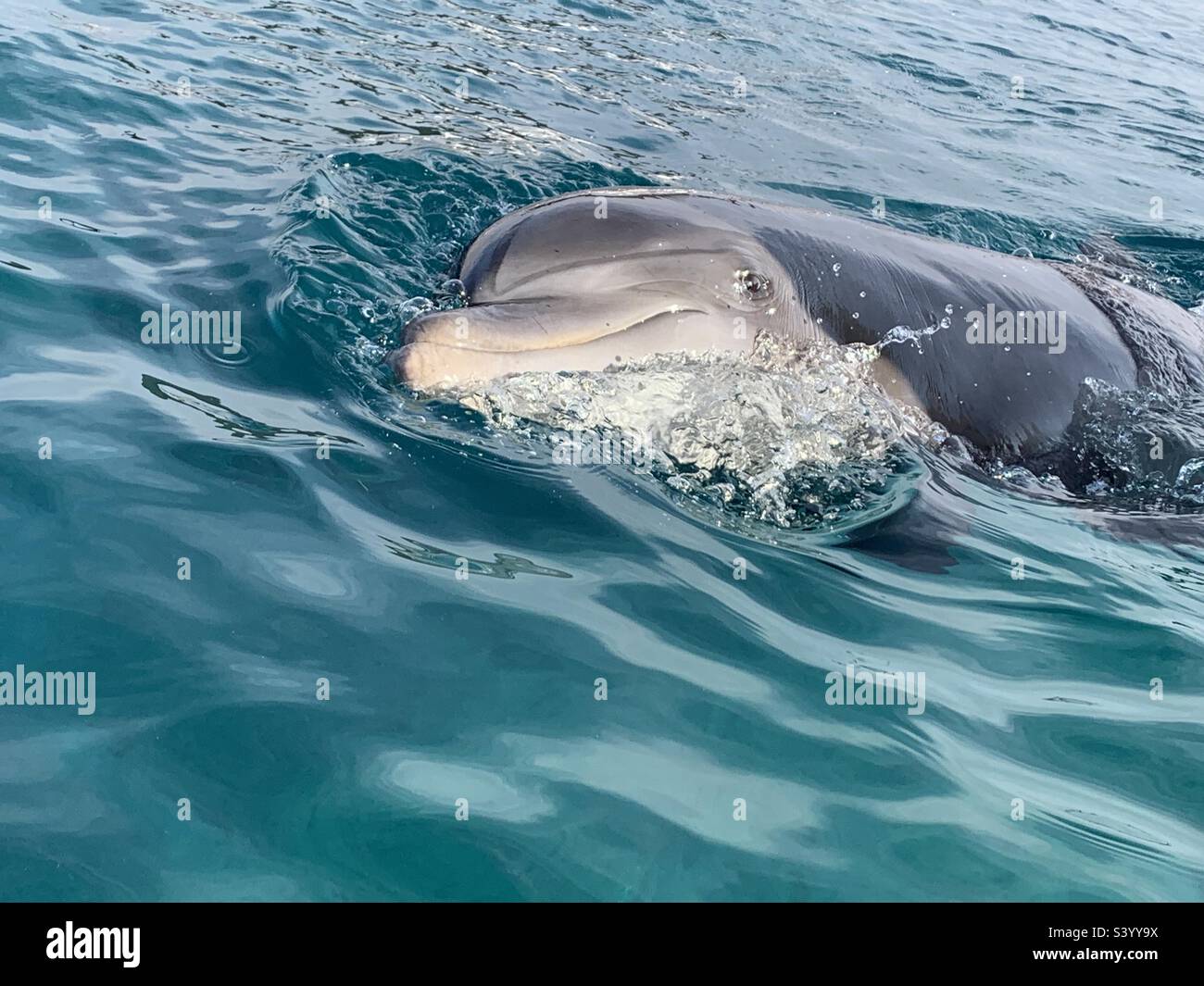 Wild dolphin on its side with face above the surface of the water Stock ...