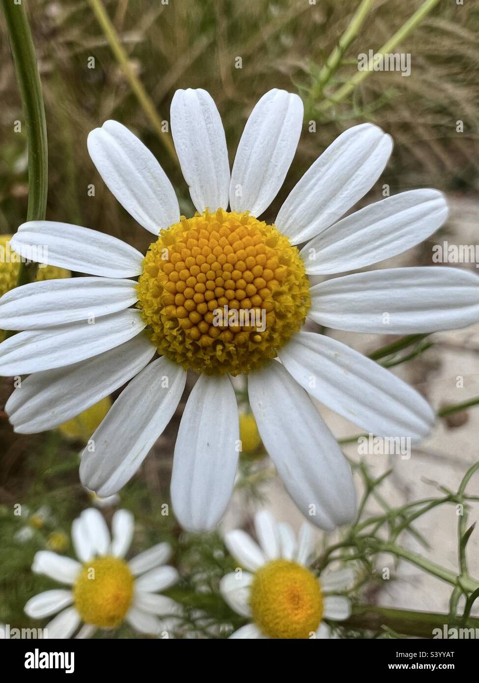 Moonflower hi-res stock photography and images - Alamy