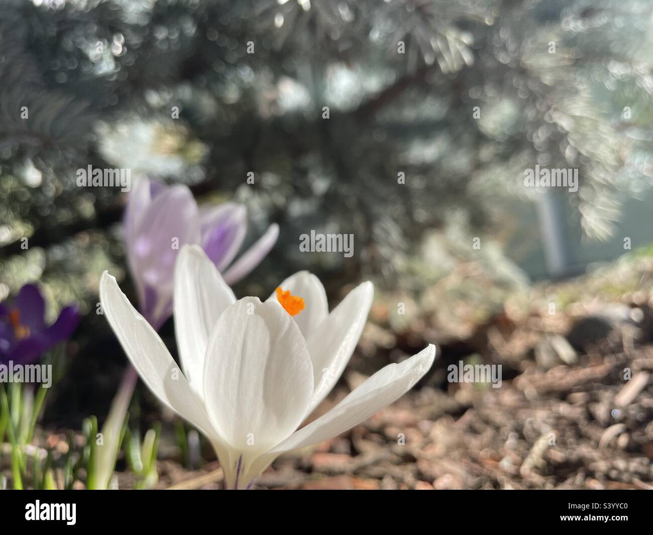 Blossoms in sunlight hi-res stock photography and images - Alamy