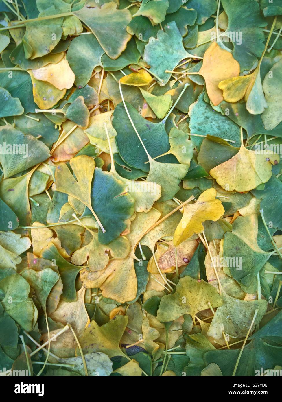 Fallen Gingko leaves blanketing the ground Stock Photo - Alamy