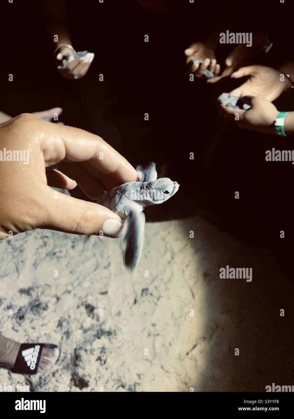 Hands holding sea turtles hi-res stock photography and images - Alamy