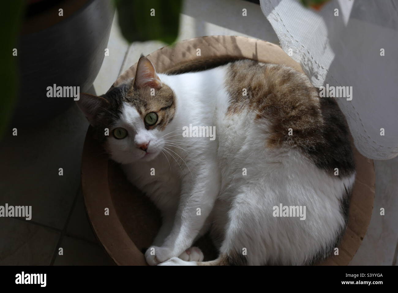 Kevin cat hi-res stock photography and images - Alamy