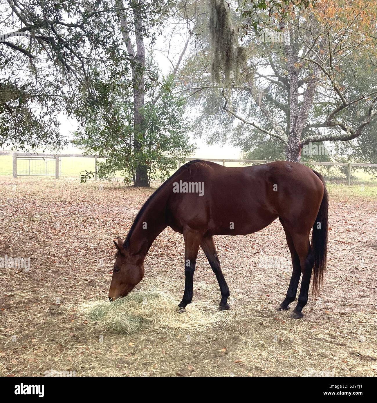 Bat brown horse eating hay in paddock on foggy morning with Spanish ...