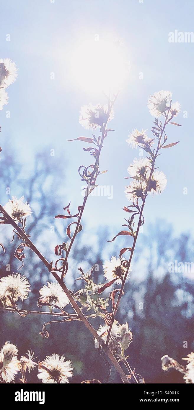 Sunlit wildflowers hi-res stock photography and images - Alamy