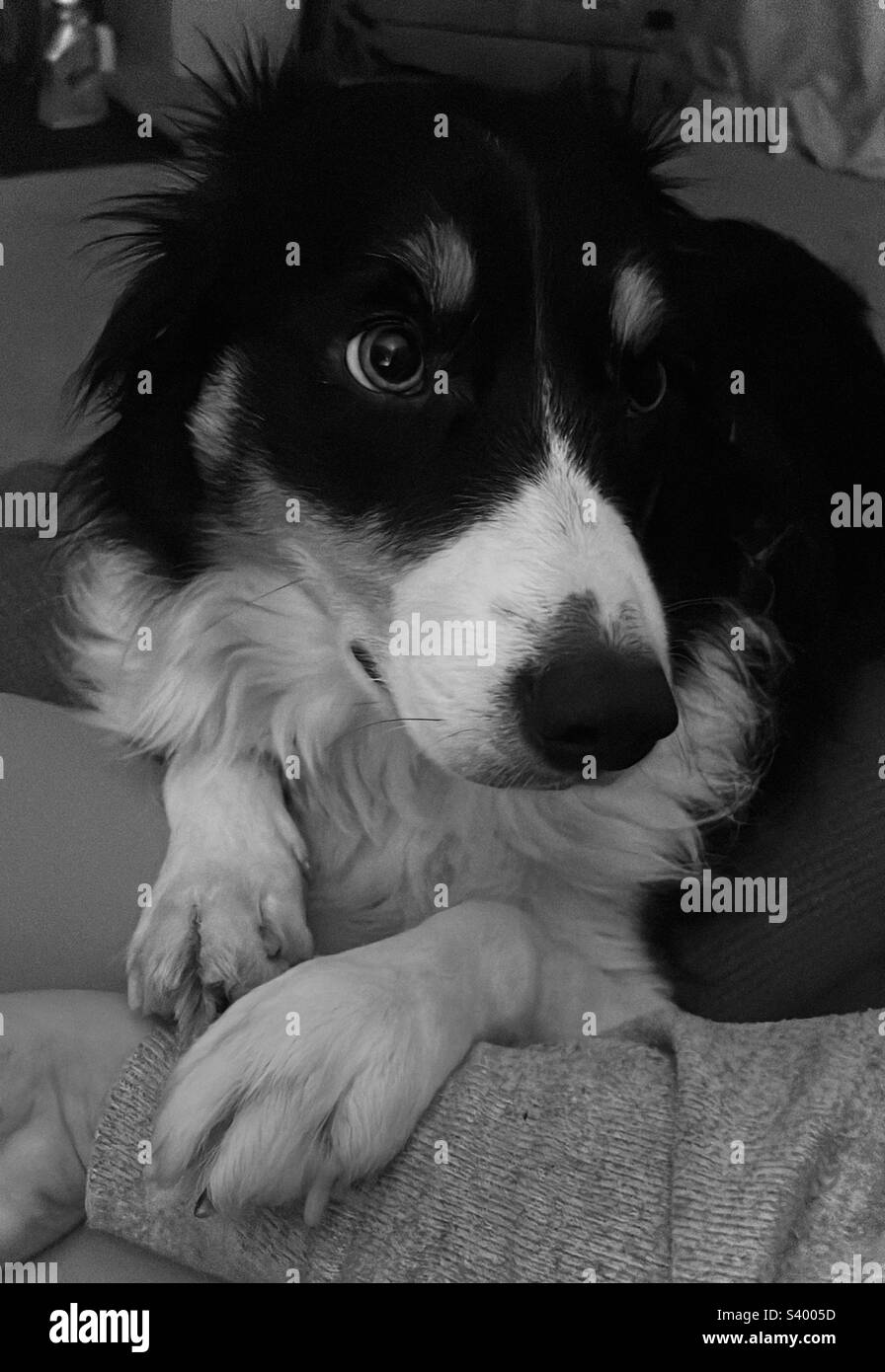 Dog border Black and White Stock Photos & Images - Alamy