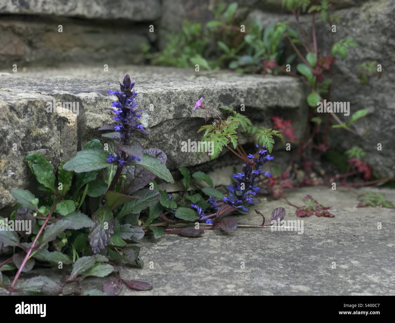 Commonly known as bugle hi-res stock photography and images - Alamy