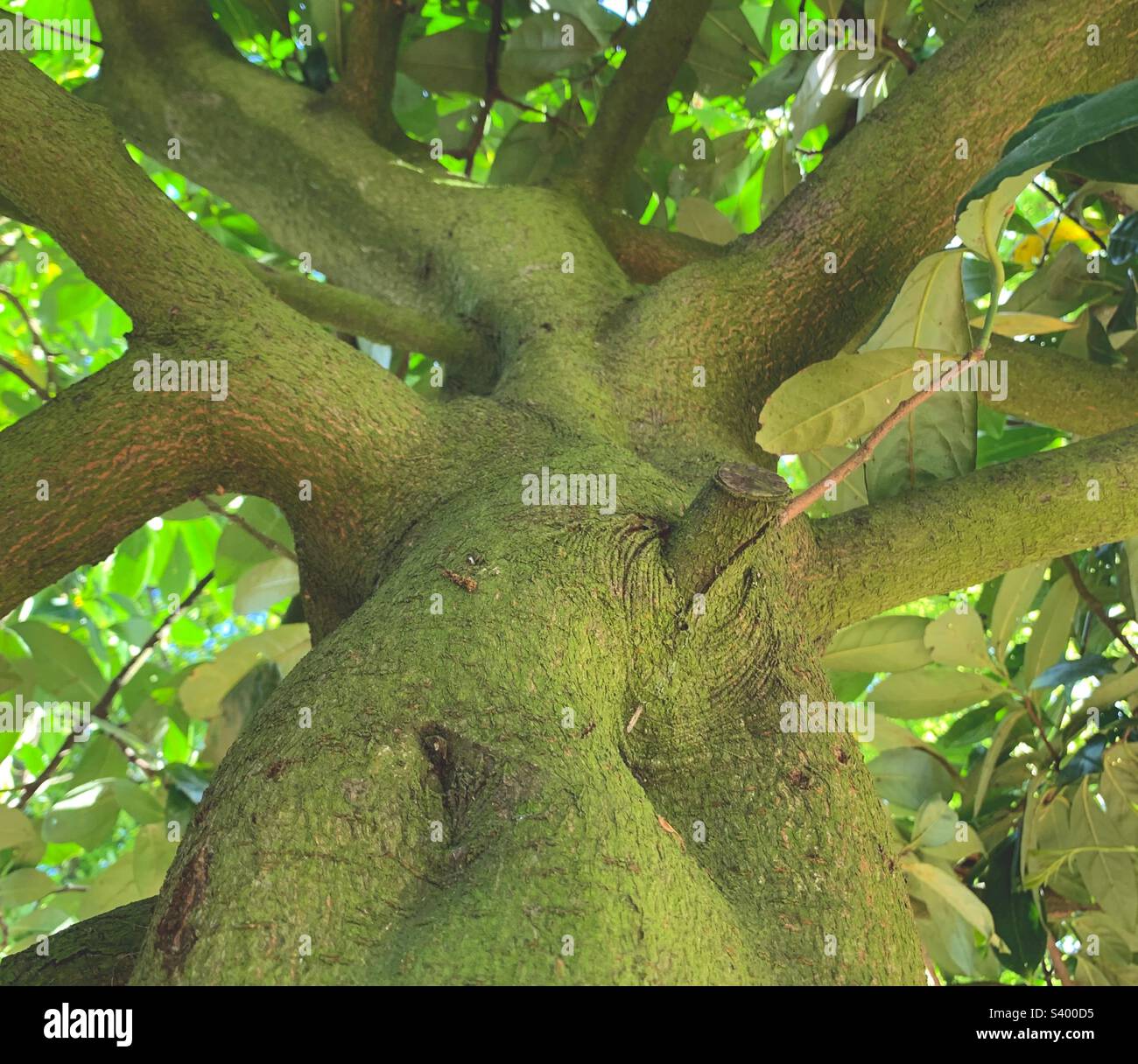 Shades of nature Stock Photo - Alamy