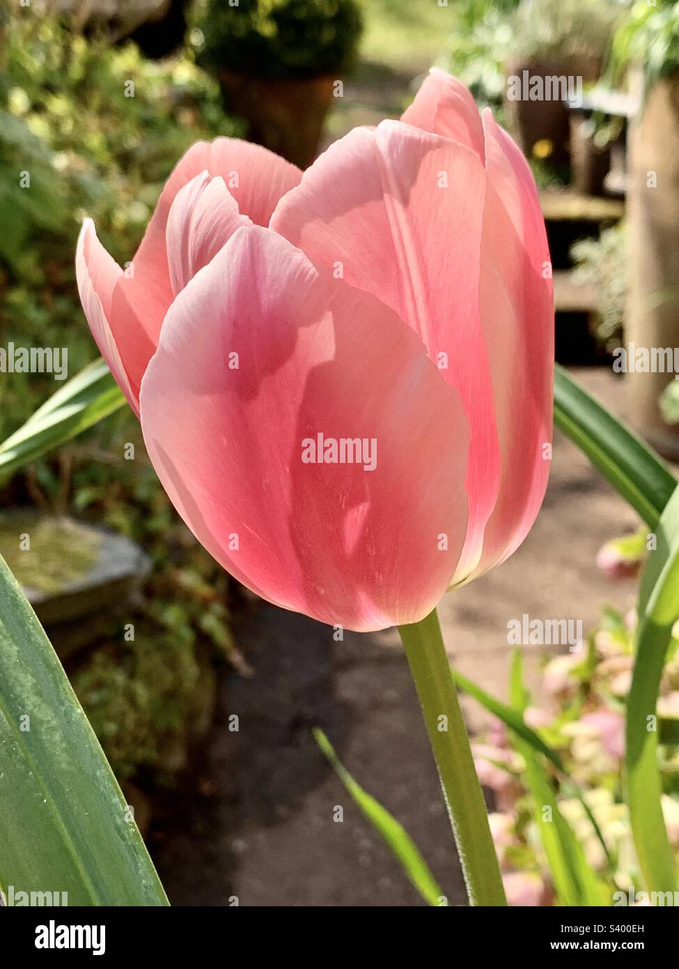 Translucent pink tulip hi-res stock photography and images - Alamy