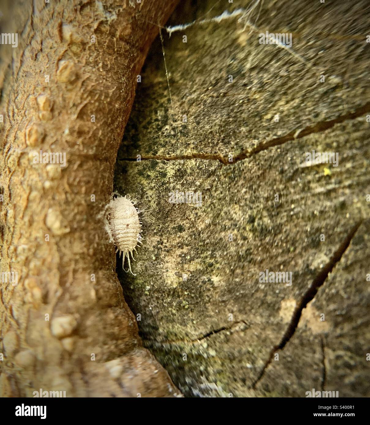 Insect on the tree trunk Stock Photo - Alamy