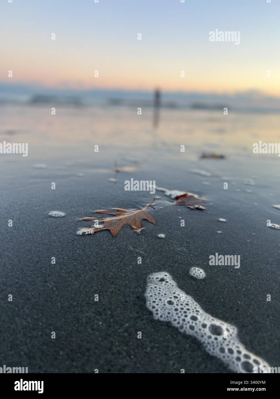 Fall Leaves at the Beach Stock Photo - Alamy