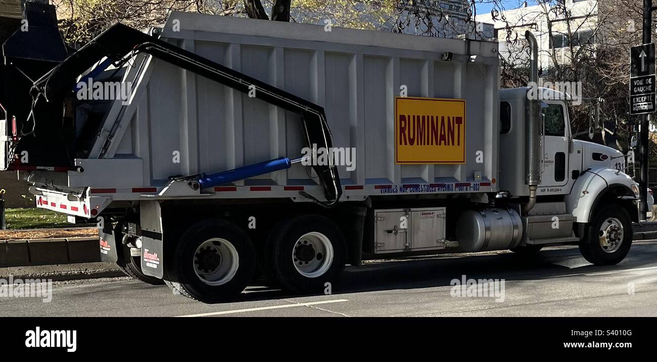 Ruminant hi-res stock photography and images - Alamy