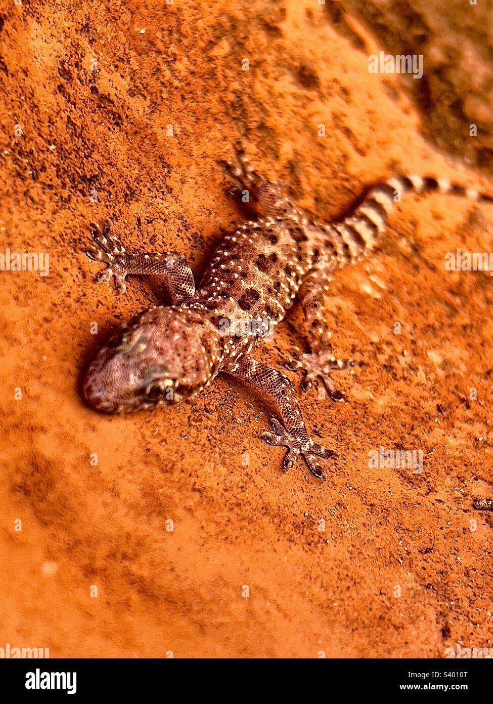 Lizard changing colors hi-res stock photography and images - Alamy