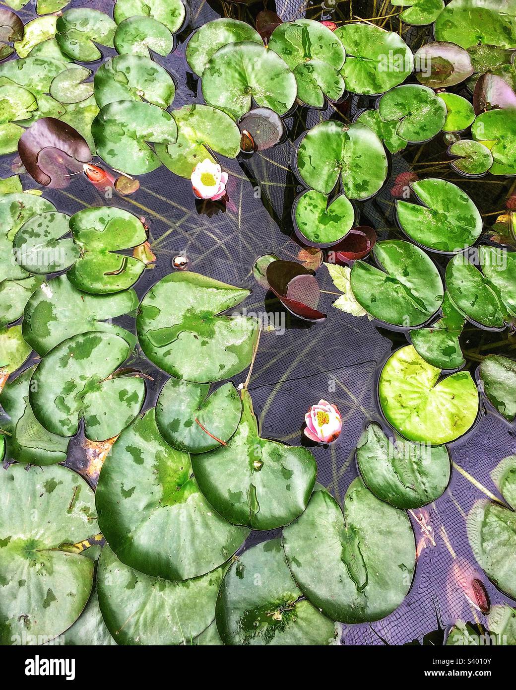 Flowering water lily in a pond Stock Photo - Alamy