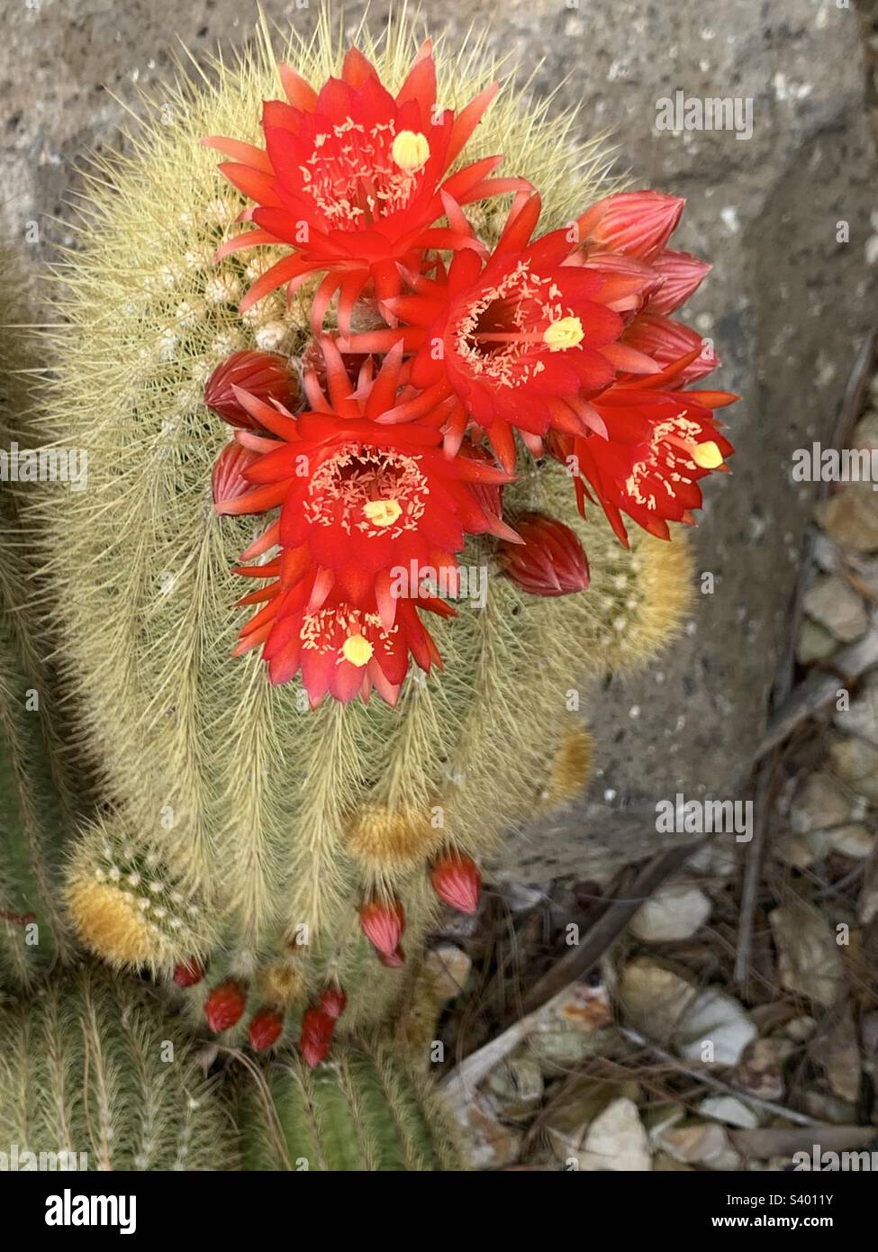 Prickly spikey hi-res stock photography and images - Alamy