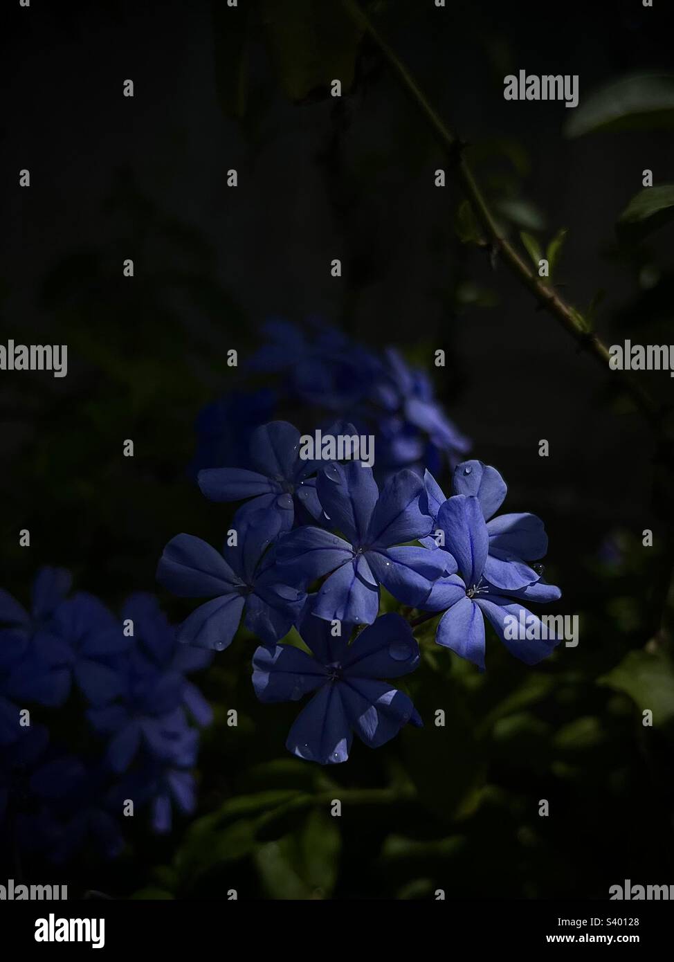 Blue jasmine flower hi-res stock photography and images - Alamy