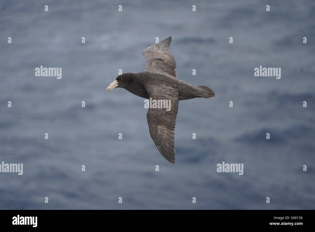 Giant southern petrel off the coast of Chile Stock Photo - Alamy
