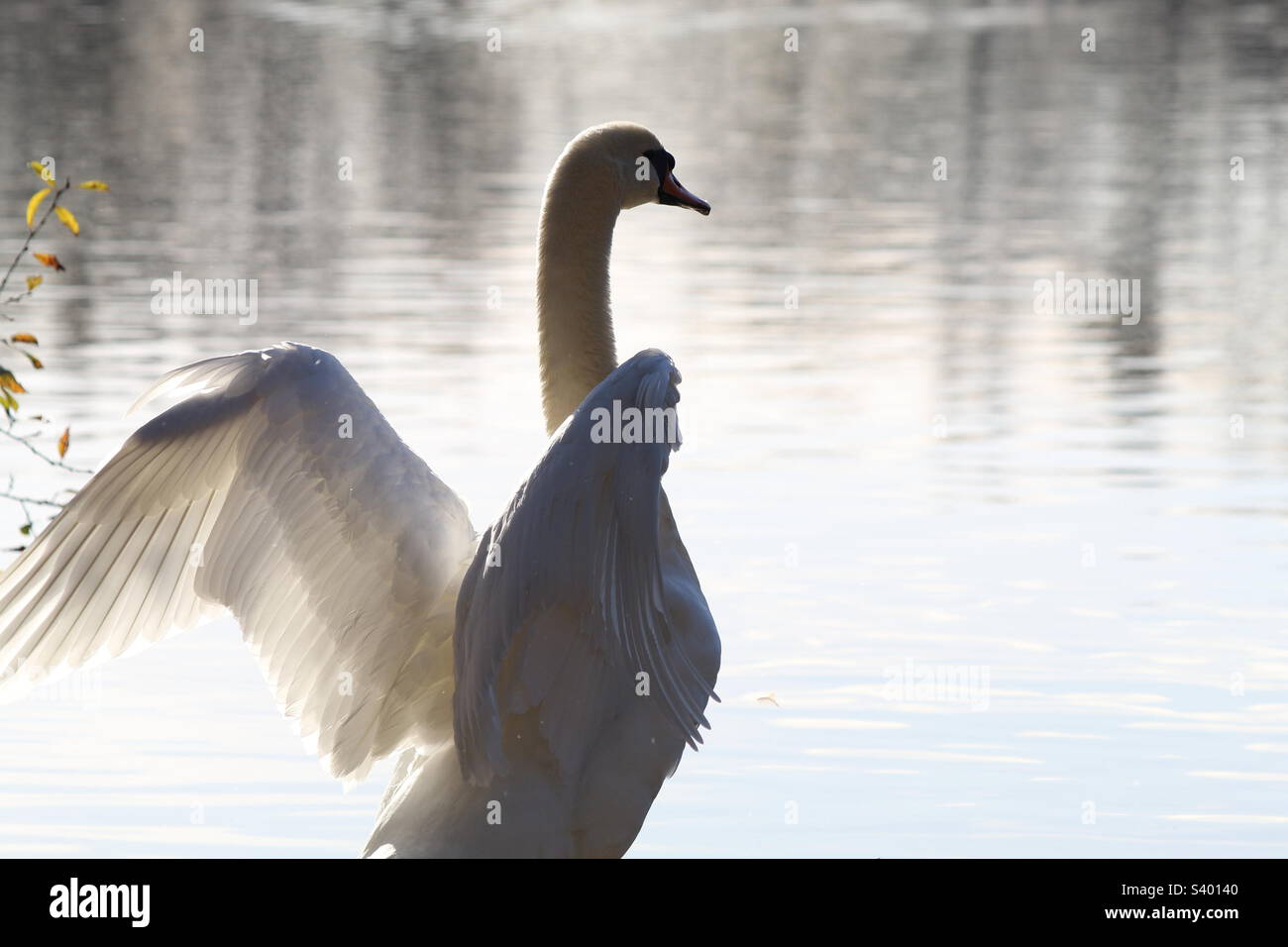 Swan standing hi-res stock photography and images - Alamy