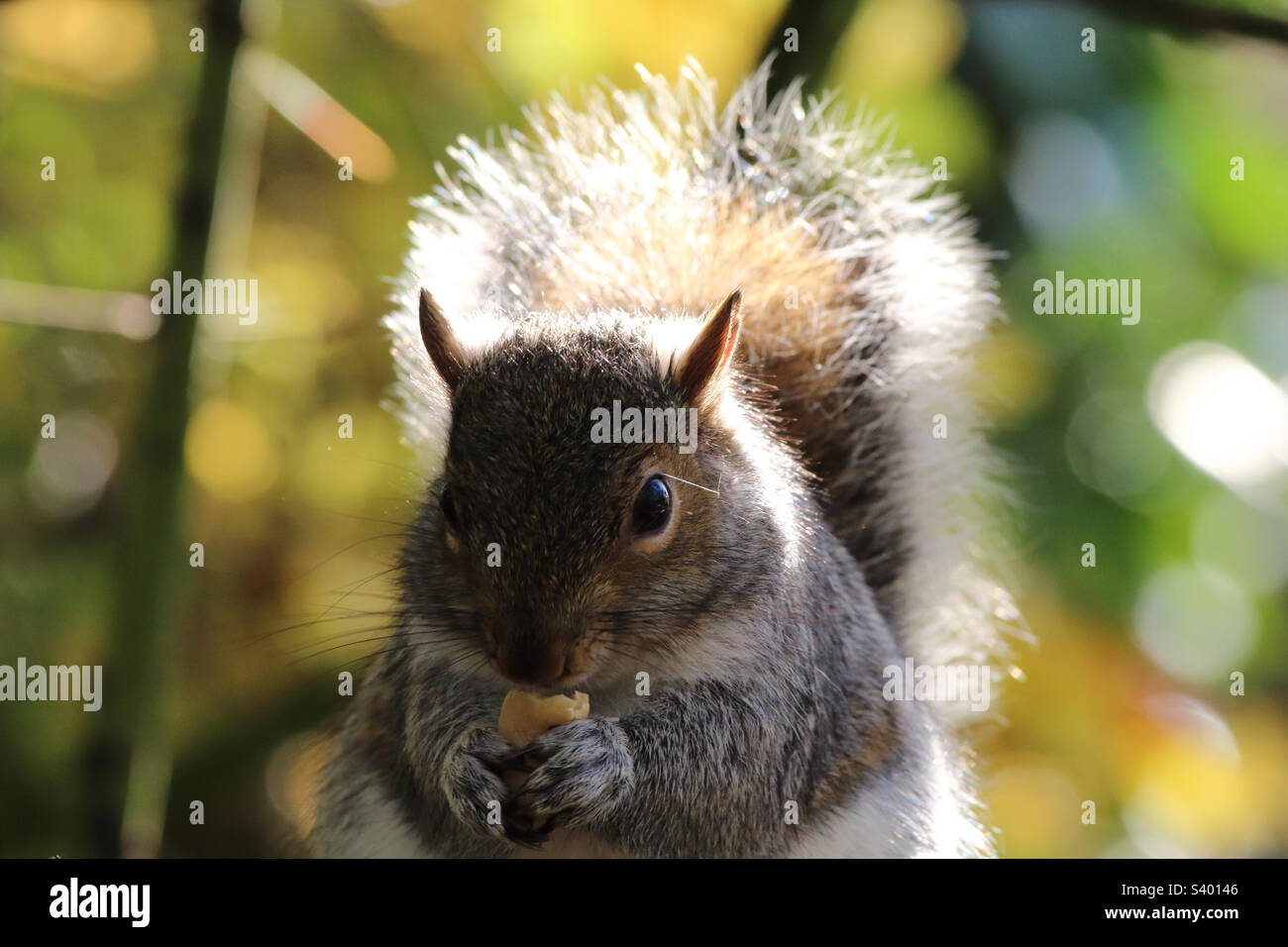 A grey squirrel eating nuts Stock Photo - Alamy