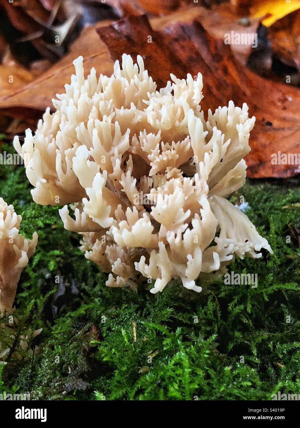 Crested Coral fungus (Clavulina coralloides) Growing in a beechwoods ...
