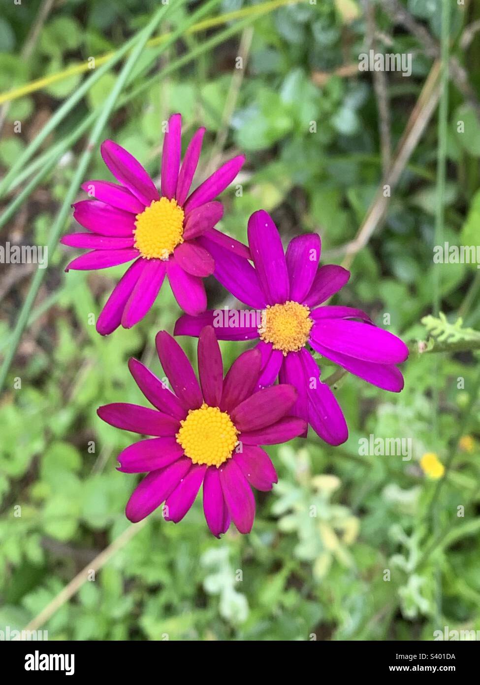 S bright hi-res stock photography and images - Alamy