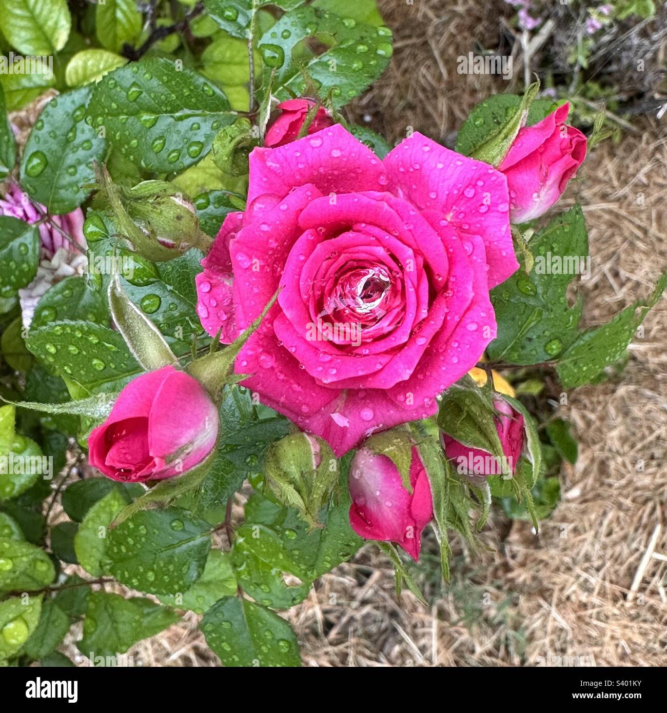 Rain on roses hi-res stock photography and images - Alamy