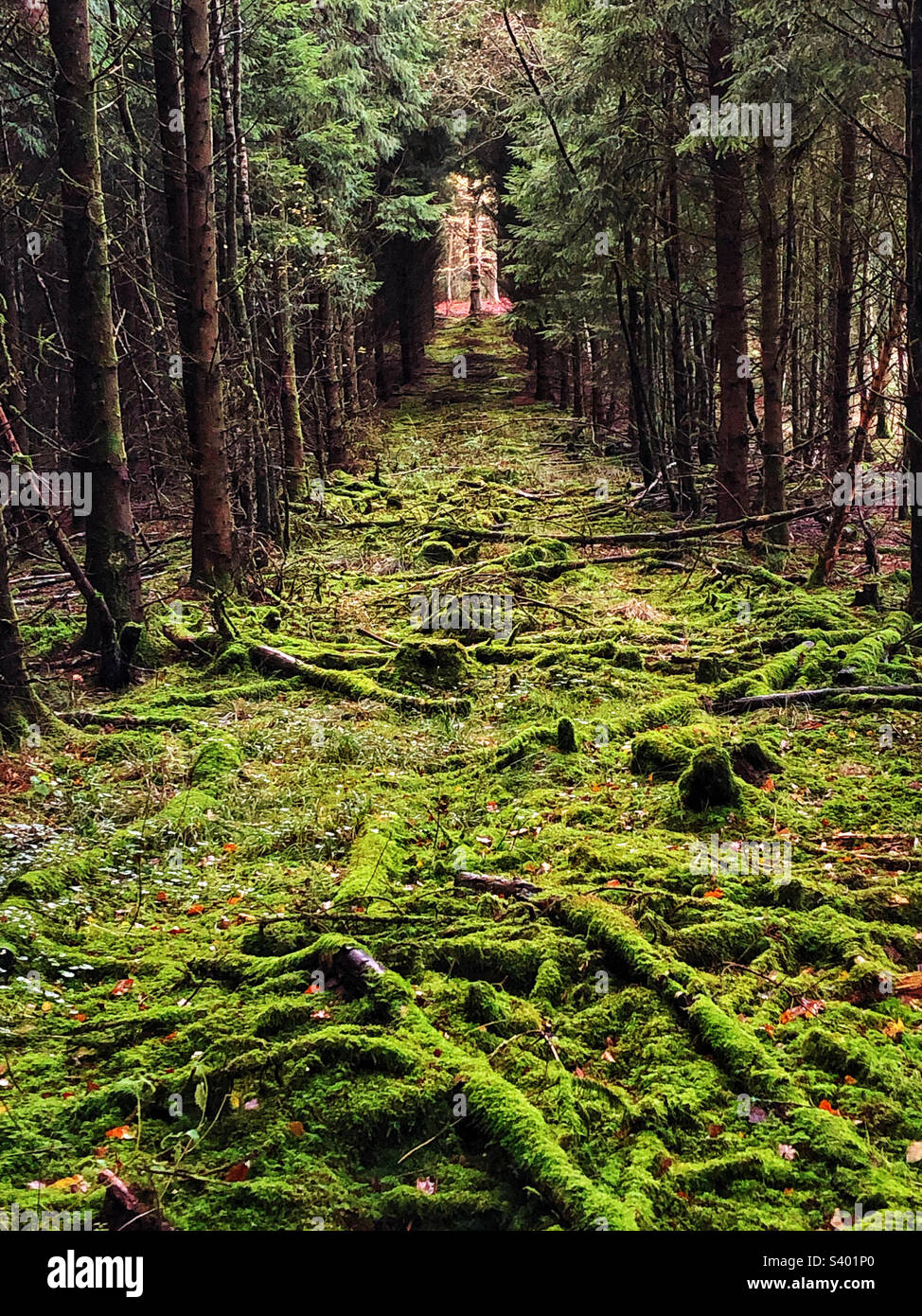 Pine forest with moss covered floor near Winchester Hampshire United ...