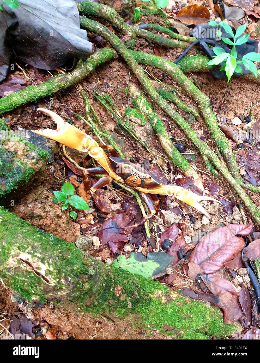 Fresh water crab in St Lucia rainforest Stock Photo - Alamy