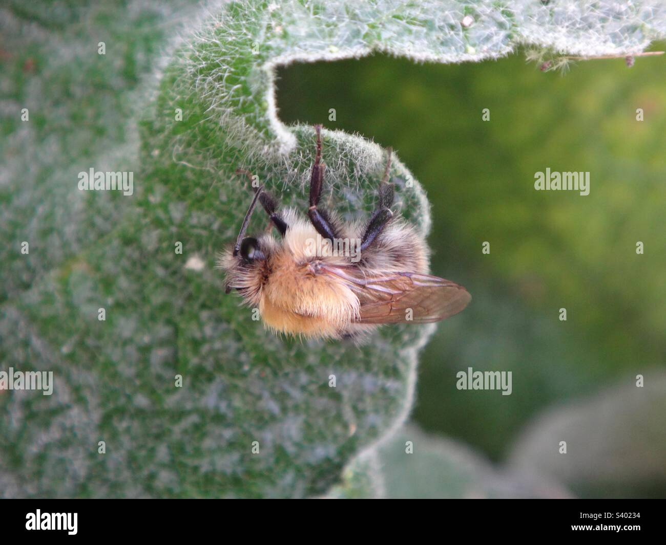 Bumble bee, common carder bee (Bombus pascuorum), resting under a hairy ...