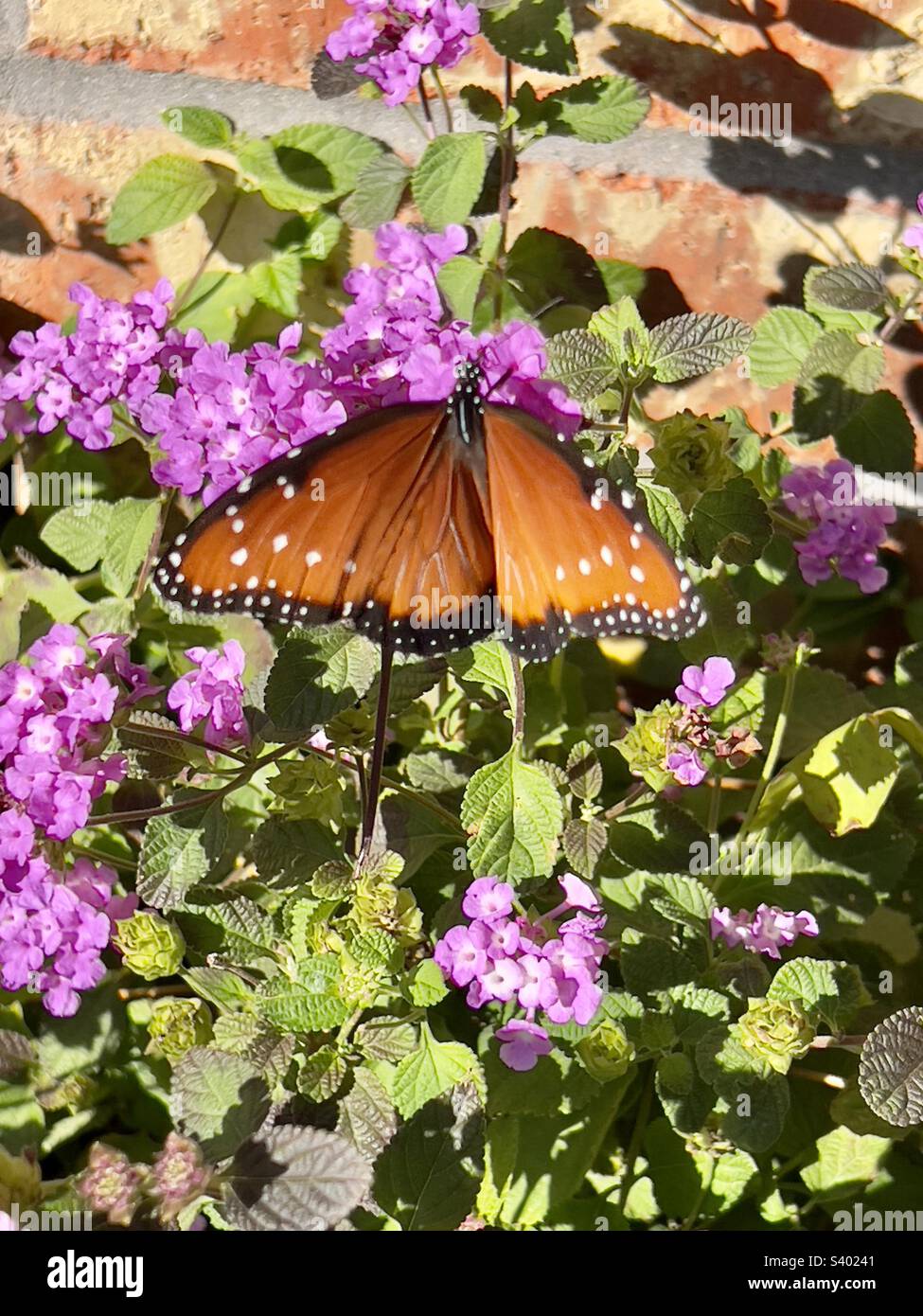 Queen monarch butterfly hi-res stock photography and images - Alamy