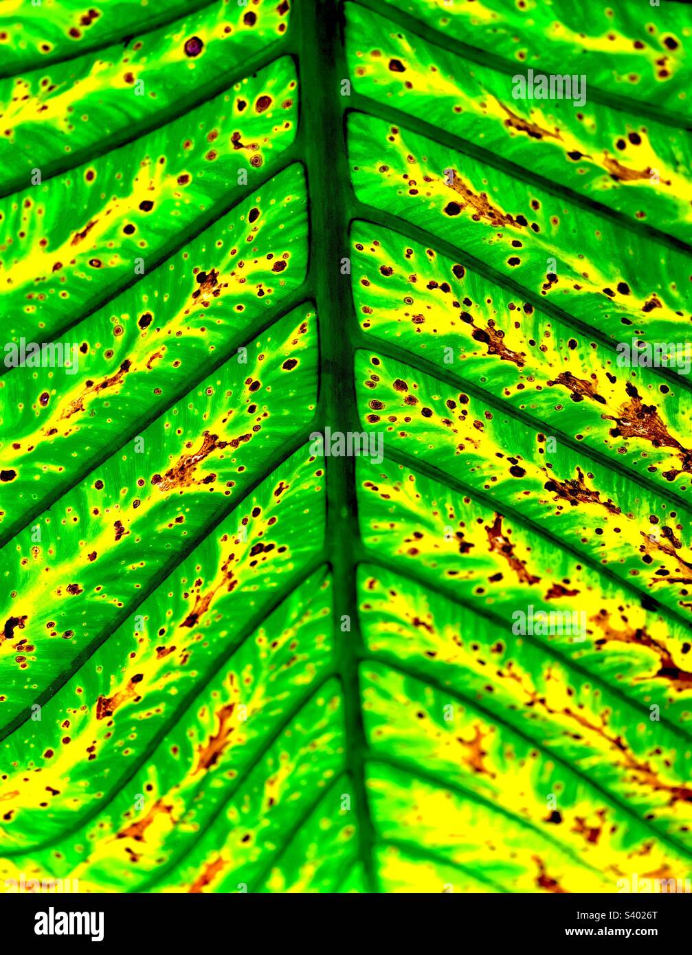Big green leaf hi-res stock photography and images - Alamy