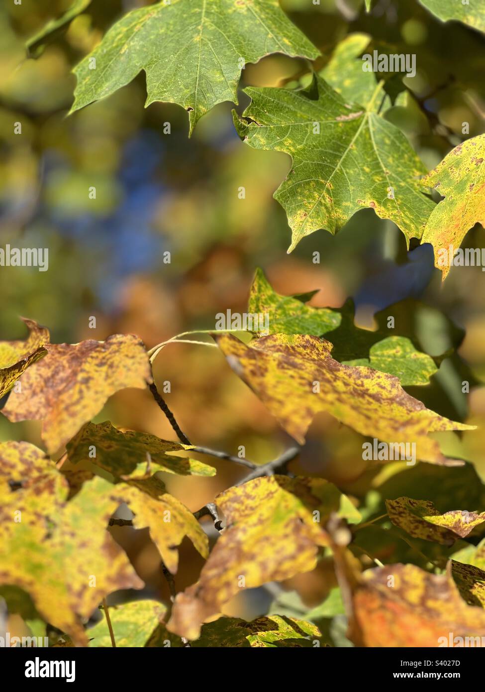 Leaves in focus hi-res stock photography and images - Alamy
