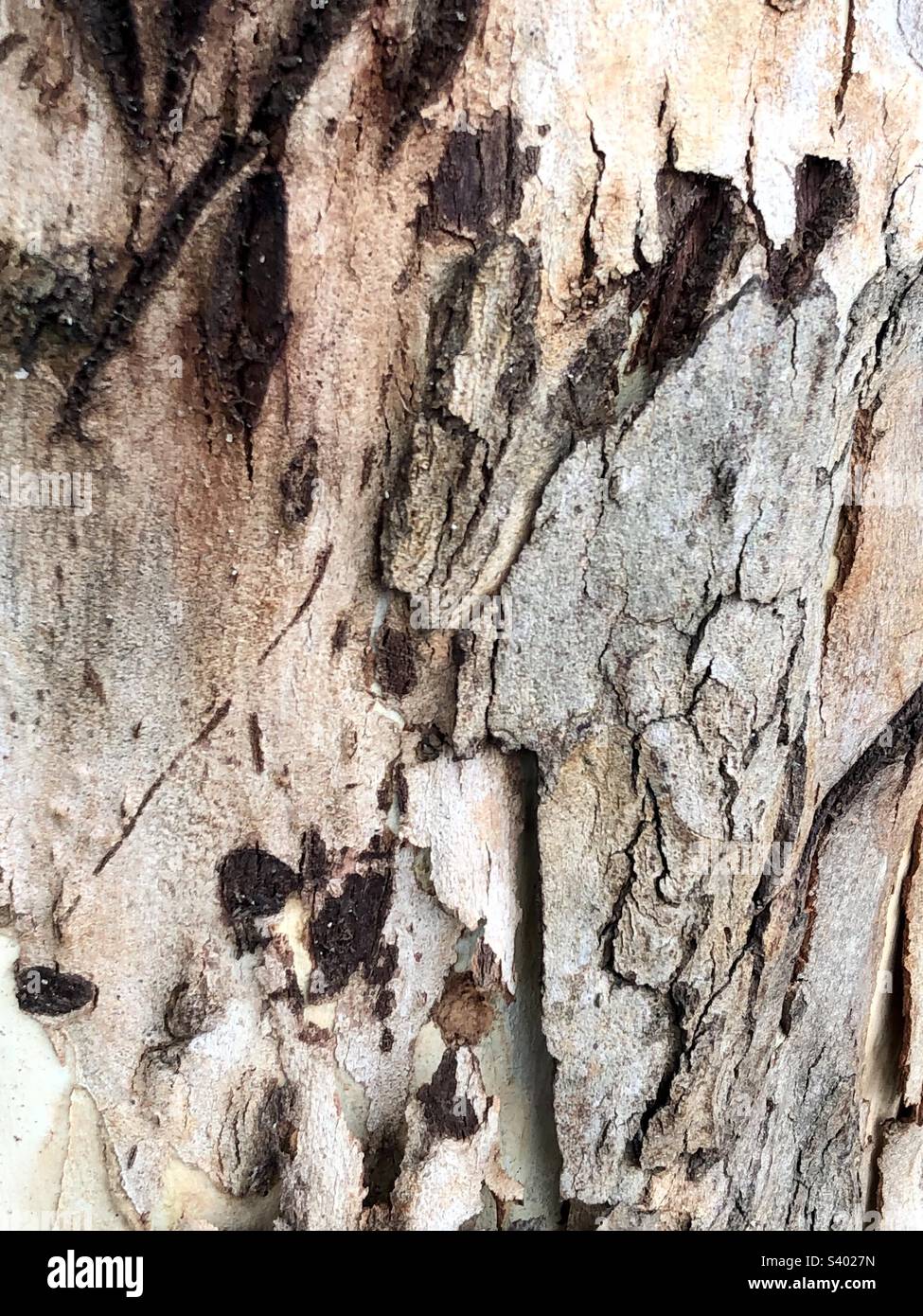 Bark marks hi-res stock photography and images - Alamy