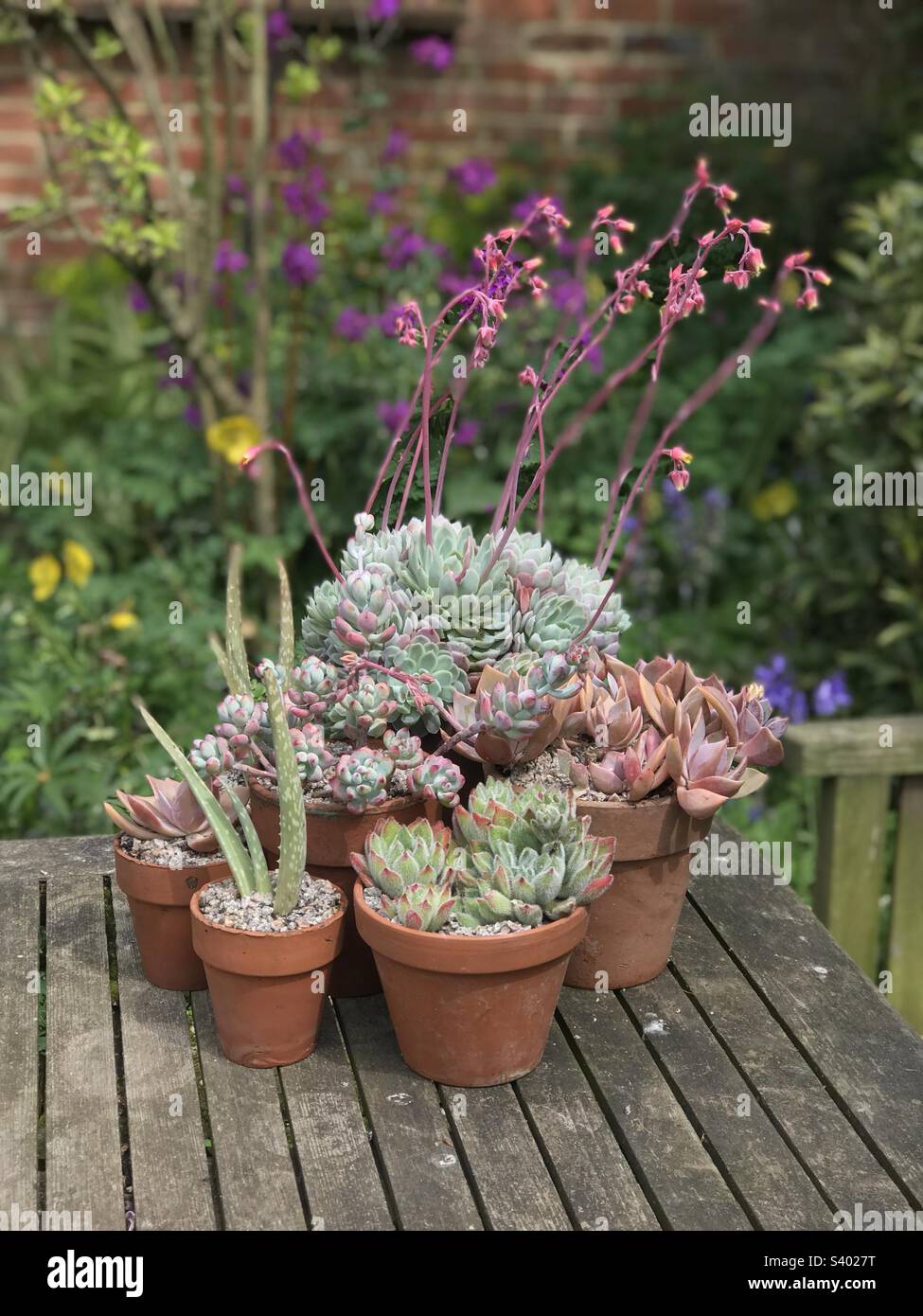 Sempervivums hi-res stock photography and images - Alamy