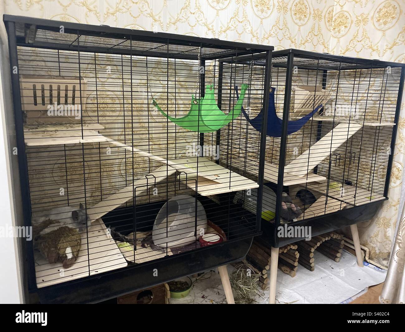 Pet rodents hi-res stock photography and images - Alamy