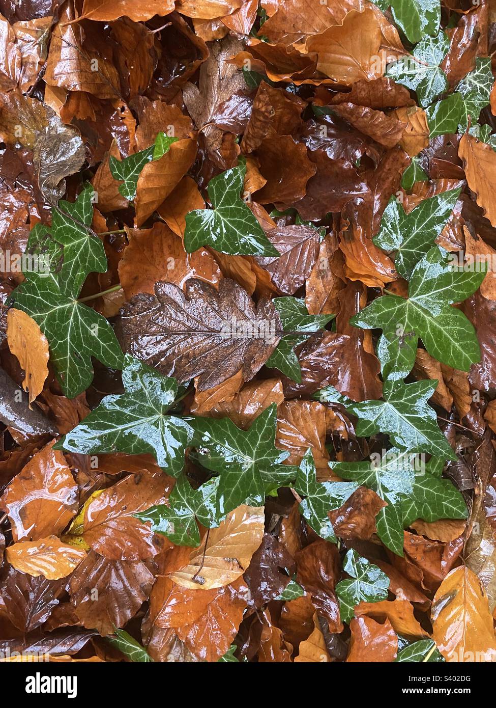 Autumn leaves damp from the rain Stock Photo - Alamy