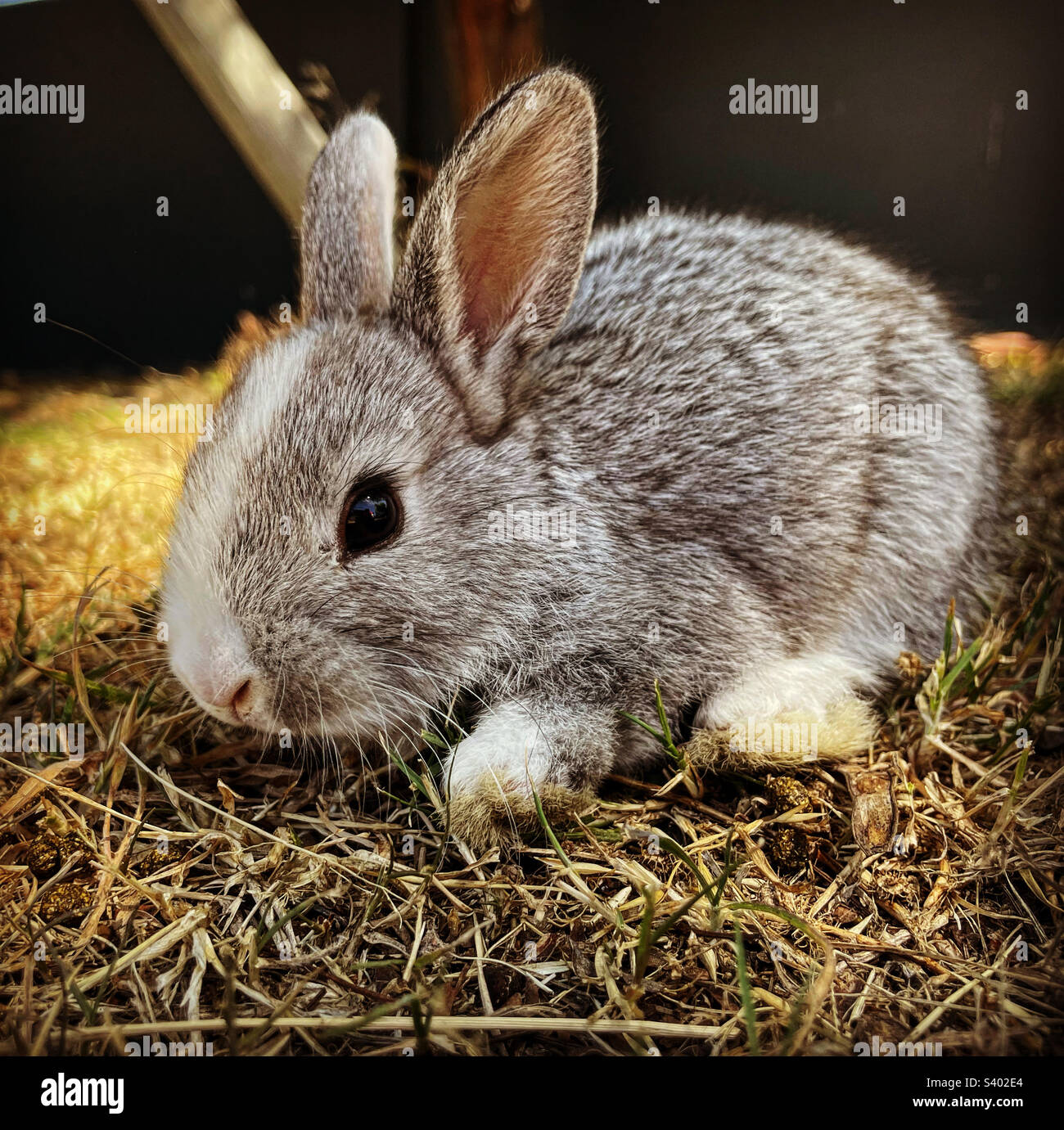 Grey bunny hi-res stock photography and images - Alamy