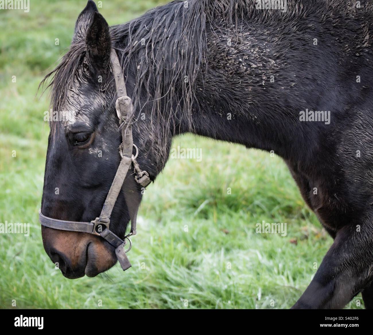 Mucky animal hi-res stock photography and images - Alamy