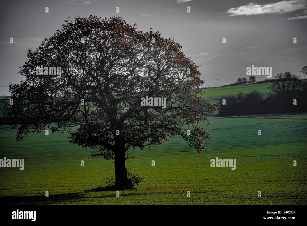Oak tree in Yorkshire Stock Photo - Alamy